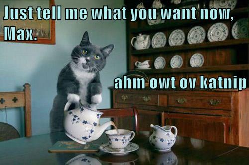 At your service - Lolcats - lol | cat memes | funny cats | funny cat ...