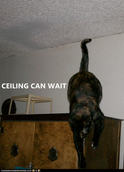Ceiling Can Wait - I Can Has Cheezburger?