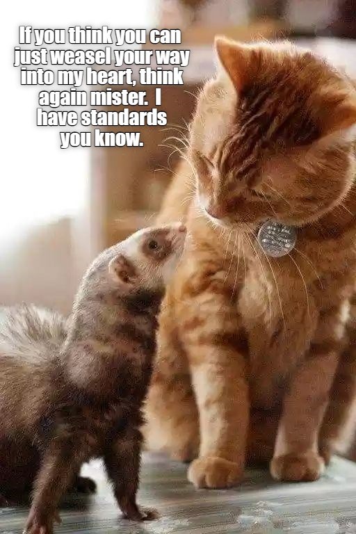 Standards - Lolcats - lol | cat memes | funny cats | funny cat pictures ...