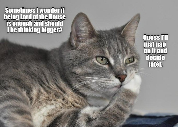 Later - Lolcats - lol | cat memes | funny cats | funny cat pictures ...