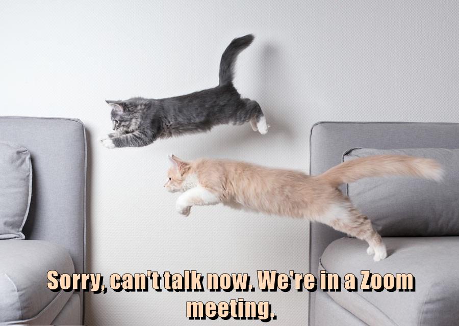 Sorry, can't talk now. We're in a Zoom meeting. - Lolcats - lol | cat ...