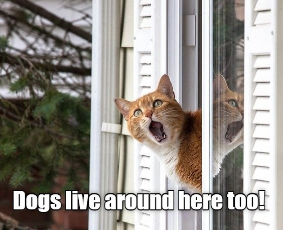We need to move again! - Lolcats - lol | cat memes | funny cats | funny ...