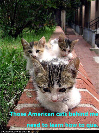 Those American cats - Lolcats - lol | cat memes | funny cats | funny ...