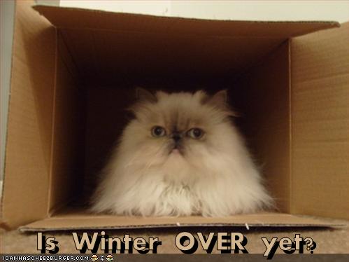 Is Winter OVER yet? - Lolcats - lol | cat memes | funny cats | funny ...