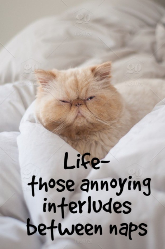 Life - Lolcats - lol | cat memes | funny cats | funny cat pictures with ...