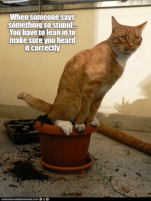 Wait...What Did You Say? - Lolcats - lol | cat memes | funny cats ...