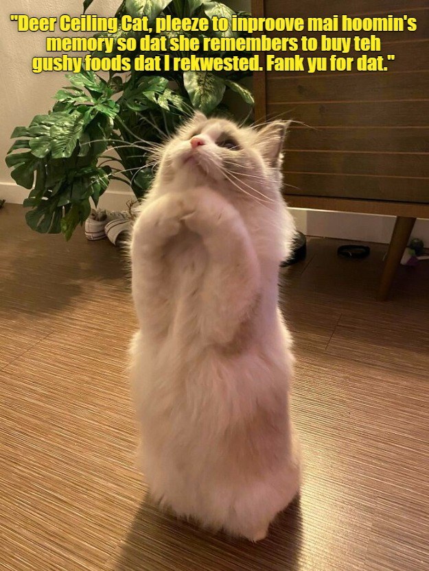 A very religious kitty.. Yes, indeed. - Lolcats - lol | cat memes ...