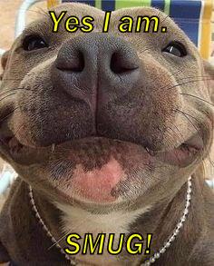 Yes I am. SMUG! - I Has A Hotdog - Dog Pictures - Funny pictures of ...