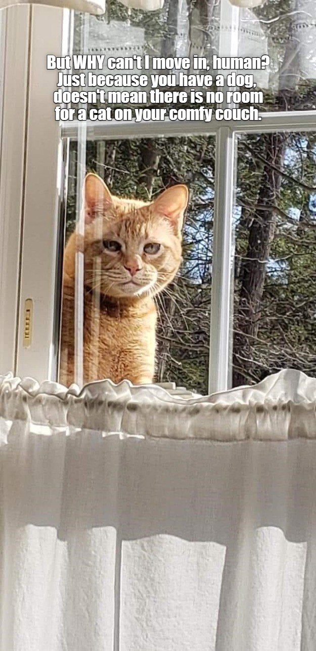 Why? - Lolcats - lol | cat memes | funny cats | funny cat pictures with ...