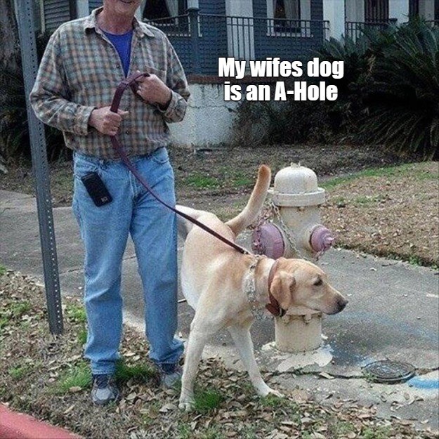 It Appears So - I Has A Hotdog - Dog Pictures - Funny pictures of dogs ...