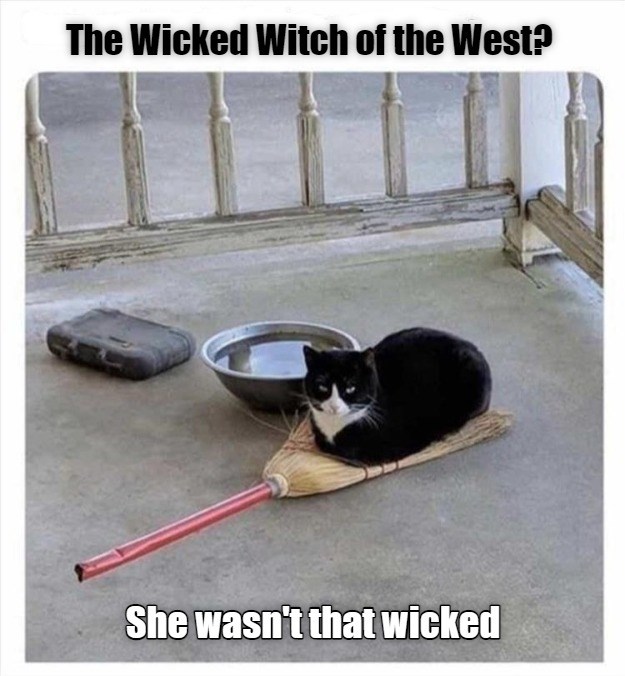 Apparently Not - Lolcats - lol | cat memes | funny cats | funny cat ...