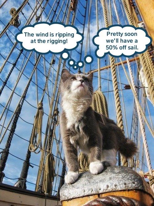 Beware tempussts - Lolcats - lol | cat memes | funny cats | funny cat ...