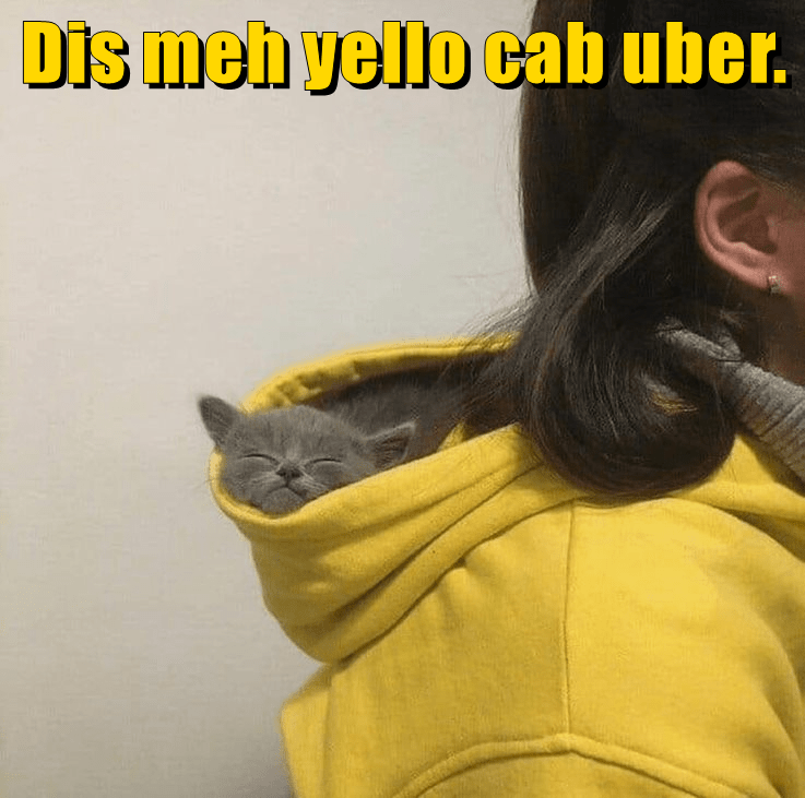 Dis meh yello cab uber. - Lolcats - lol | cat memes | funny cats ...