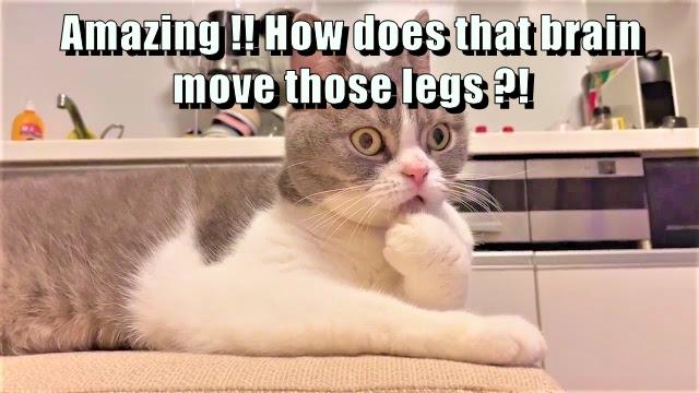 Amazing !! - Lolcats - lol | cat memes | funny cats | funny cat ...