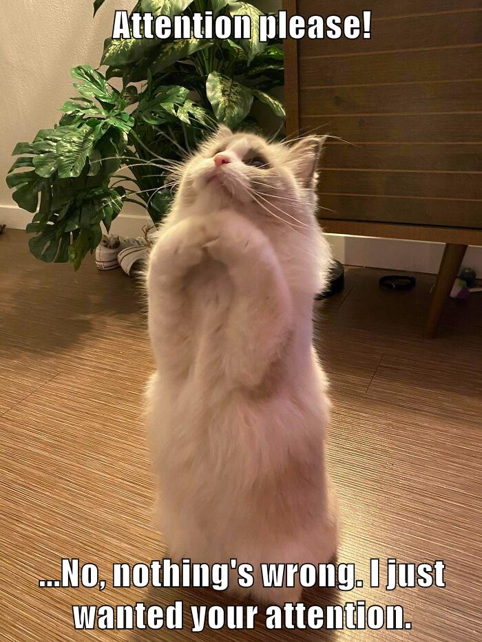 Attention - Lolcats - lol | cat memes | funny cats | funny cat pictures ...