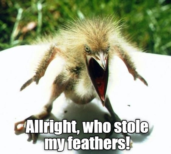 Don't pass out at a party - Animal Comedy - Animal Comedy, funny ...