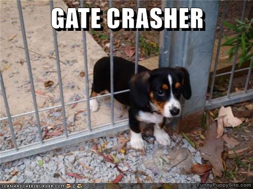 GATE CRASHER - I Has A Hotdog - Dog Pictures - Funny pictures of dogs ...