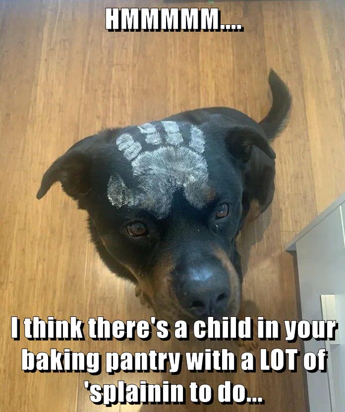 HMMMMM.... - I Has A Hotdog - Dog Pictures - Funny pictures of dogs ...