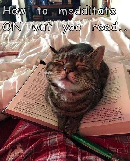 How to medditate ON wut yoo reed.. - Lolcats - lol | cat memes | funny ...