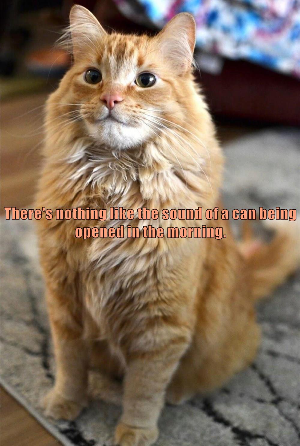 There's nothing like it - Lolcats - lol | cat memes | funny cats ...