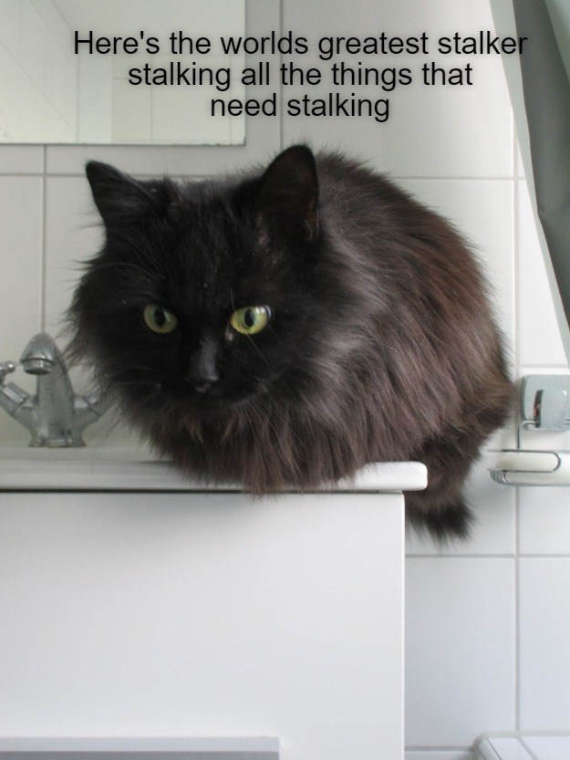 As Stalking Stalkers Will Stalk - Lolcats - lol | cat memes | funny ...