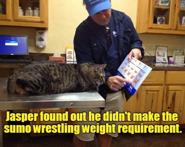 Kuppy Kakes Wynter Lolympic Hopes Dashed - Lolcats - lol | cat memes ...