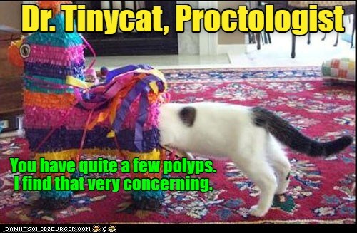 Perhaps we can remedy this with a big stick. - Lolcats - lol | cat ...