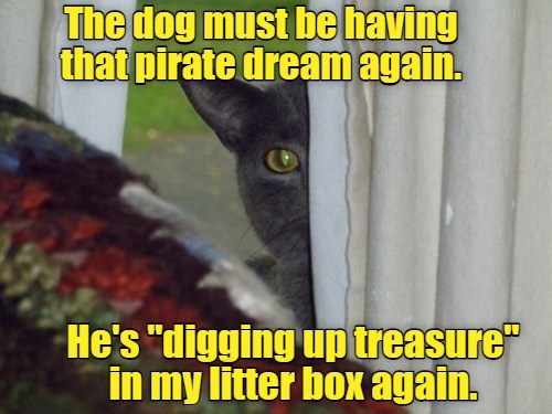 Define "treasure" - Lolcats - lol | cat memes | funny cats | funny cat ...