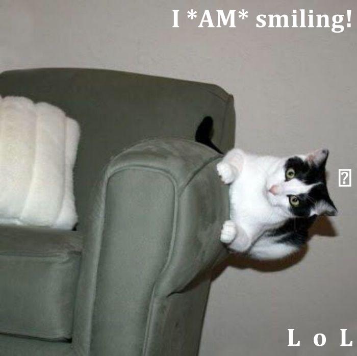 I *AM* smiling! - Lolcats - lol | cat memes | funny cats | funny cat ...