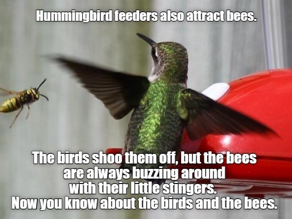 Shoo-bee-doo-bee-doo... - Animal Comedy - Animal Comedy, funny animals ...