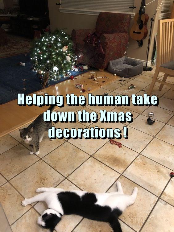 Helping - Lolcats - lol | cat memes | funny cats | funny cat pictures ...