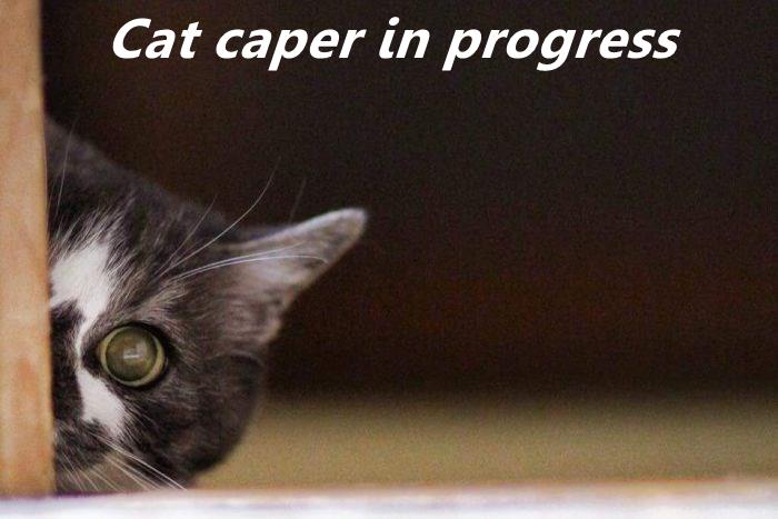 Cat caper in progress - Lolcats - lol | cat memes | funny cats | funny ...