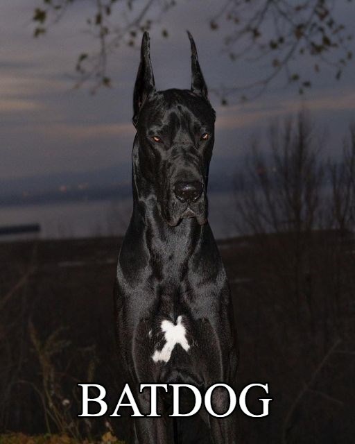 I'm Batdog - I Has A Hotdog - Dog Pictures - Funny pictures of dogs ...