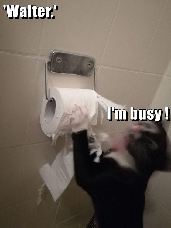 Busy ! - Lolcats - lol | cat memes | funny cats | funny cat pictures ...