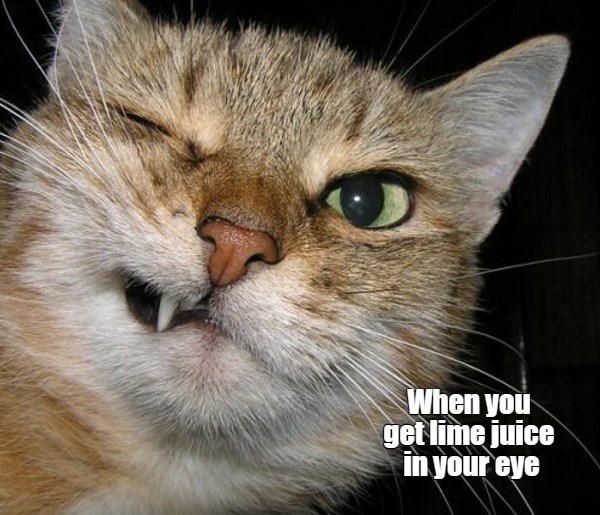 P.S.A. Be Cautious When Making Margaritas - Lolcats - lol | cat memes ...