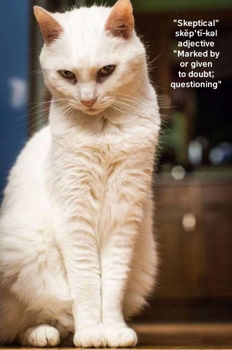 "Skeptical," visual definition - Lolcats - lol | cat memes | funny cats ...
