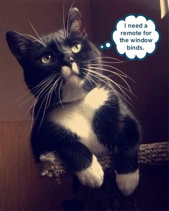 i can has more sun? - Lolcats - lol | cat memes | funny cats | funny ...