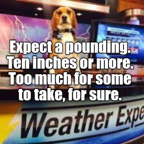 Nasty Weather - I Has A Hotdog - Dog Pictures - Funny pictures of dogs ...