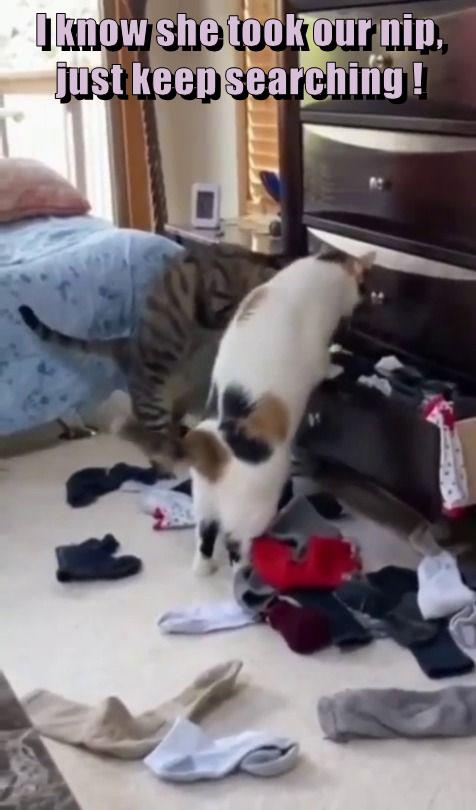 Just keep searching ! - Lolcats - lol | cat memes | funny cats | funny ...