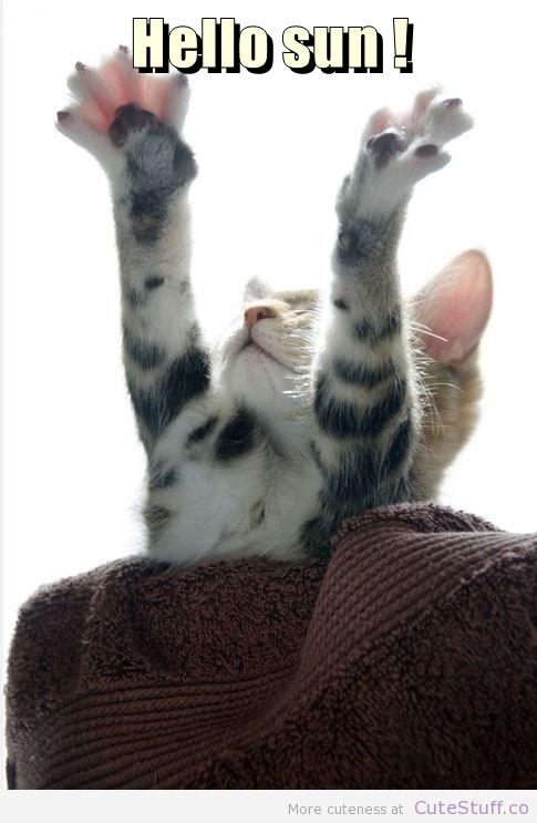 Hello sun ! - Lolcats - lol | cat memes | funny cats | funny cat ...