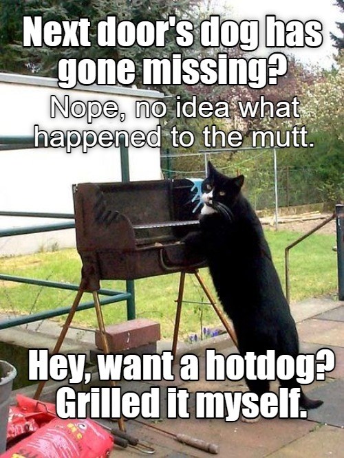 Grilled it myself - Lolcats - lol | cat memes | funny cats | funny cat ...