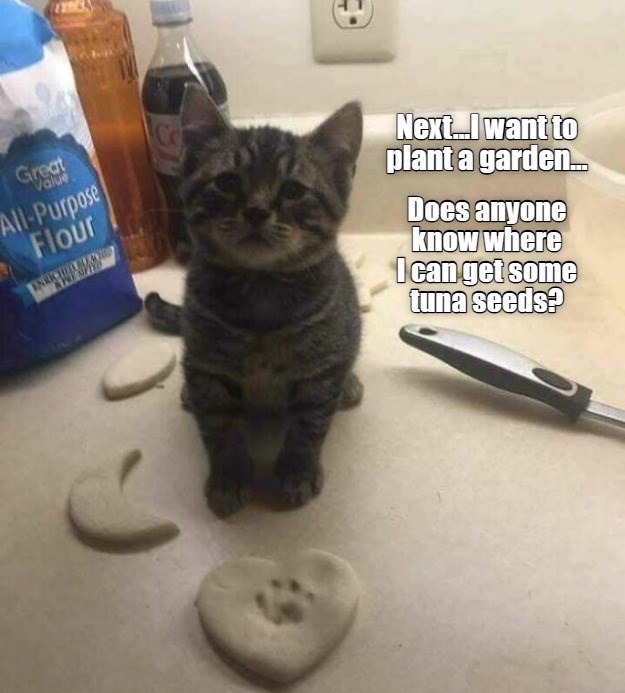 Master Chef - Lolcats - lol | cat memes | funny cats | funny cat ...