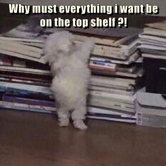 Why?! - Lolcats - lol | cat memes | funny cats | funny cat pictures ...