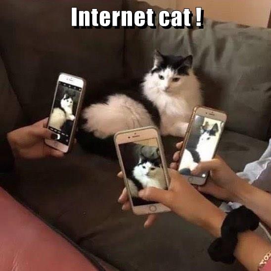 Internet cat ! - Lolcats - lol | cat memes | funny cats | funny cat ...