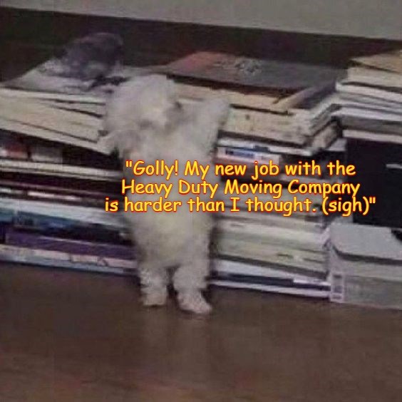 Golly! (yes indeed) - Lolcats - lol | cat memes | funny cats | funny ...