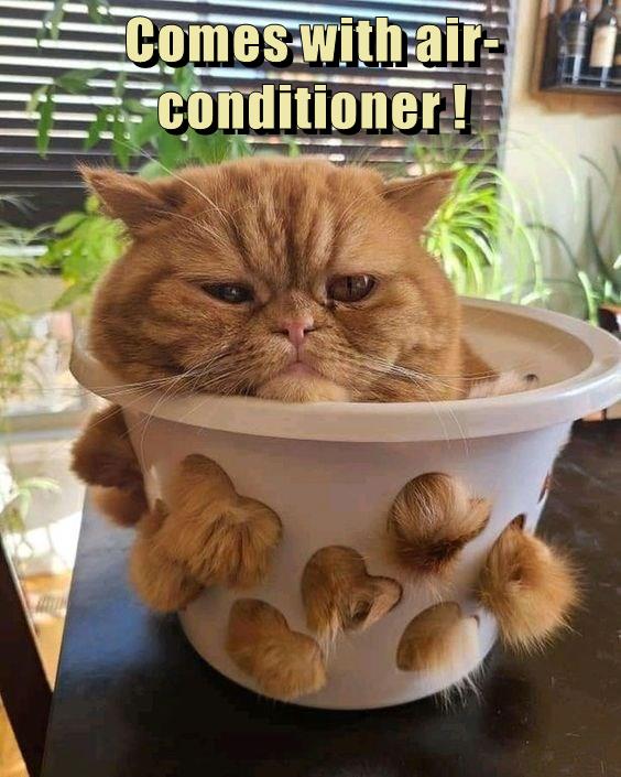 Comes with air-conditioner ! - Lolcats - lol | cat memes | funny cats ...