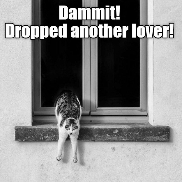 Good thing they land on their feet... - Lolcats - lol | cat memes ...