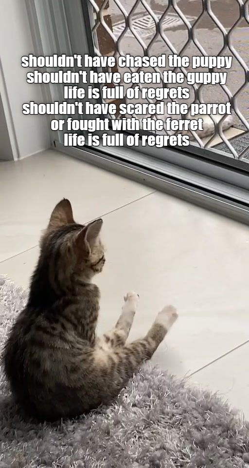 life is full of regrets - Lolcats - lol | cat memes | funny cats ...