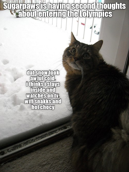 sounds like a plan - Lolcats - lol | cat memes | funny cats | funny cat ...