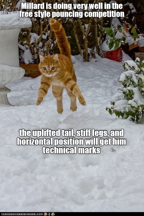 Winter Lolympics - Lolcats - lol | cat memes | funny cats | funny cat ...